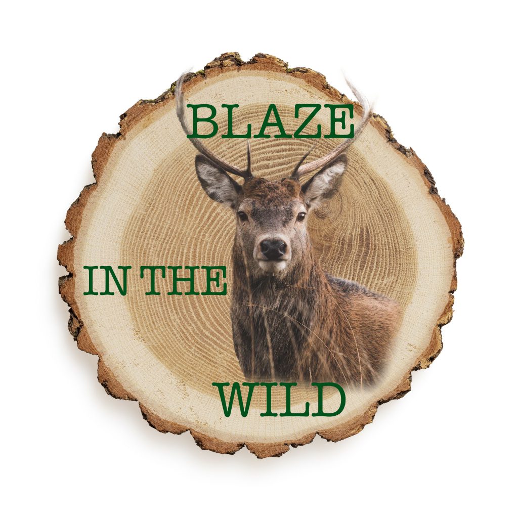 Blaze in the Wild logo - Blaze